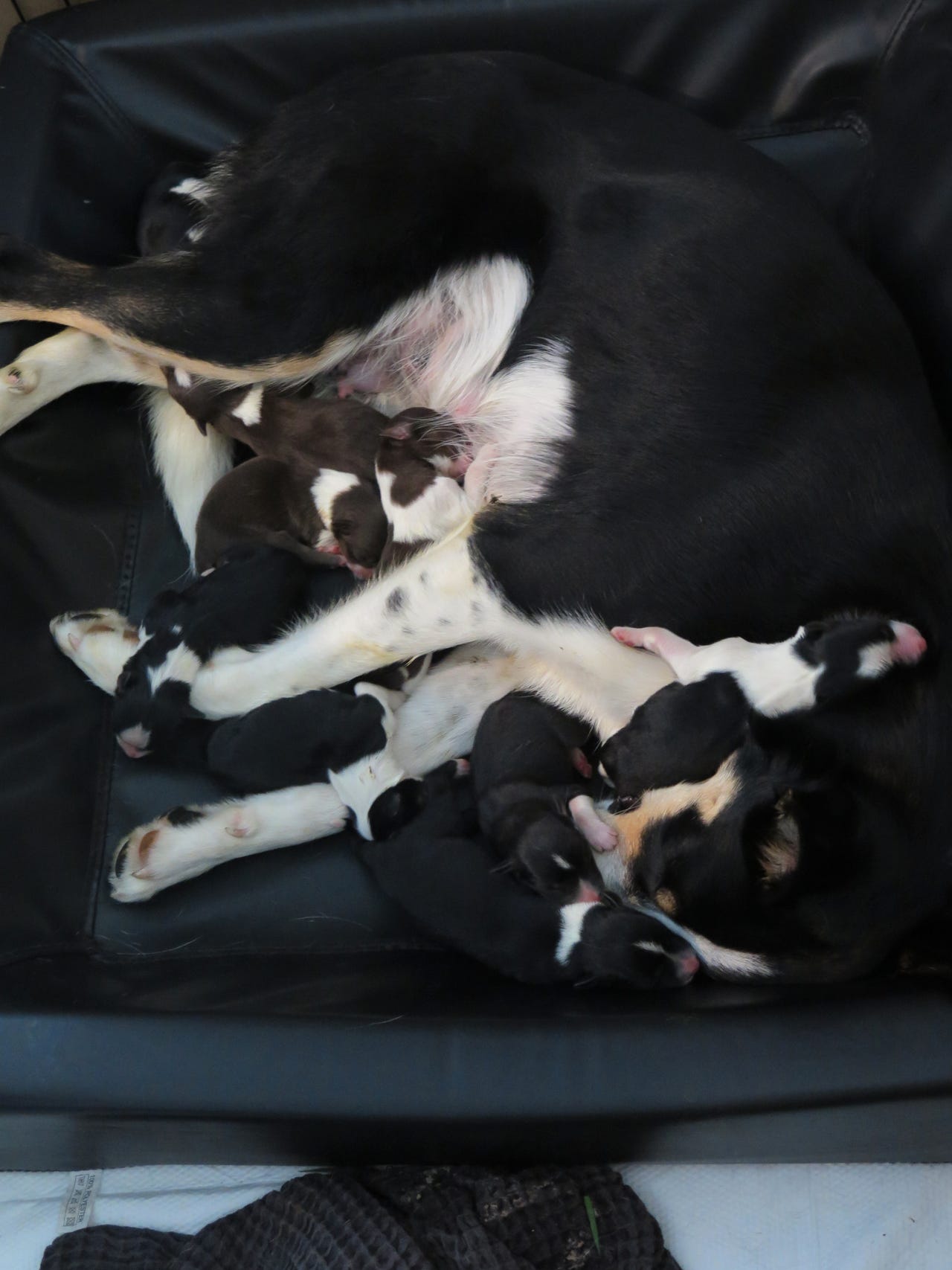 Bordercollie /husky mix valper | FINN-torget