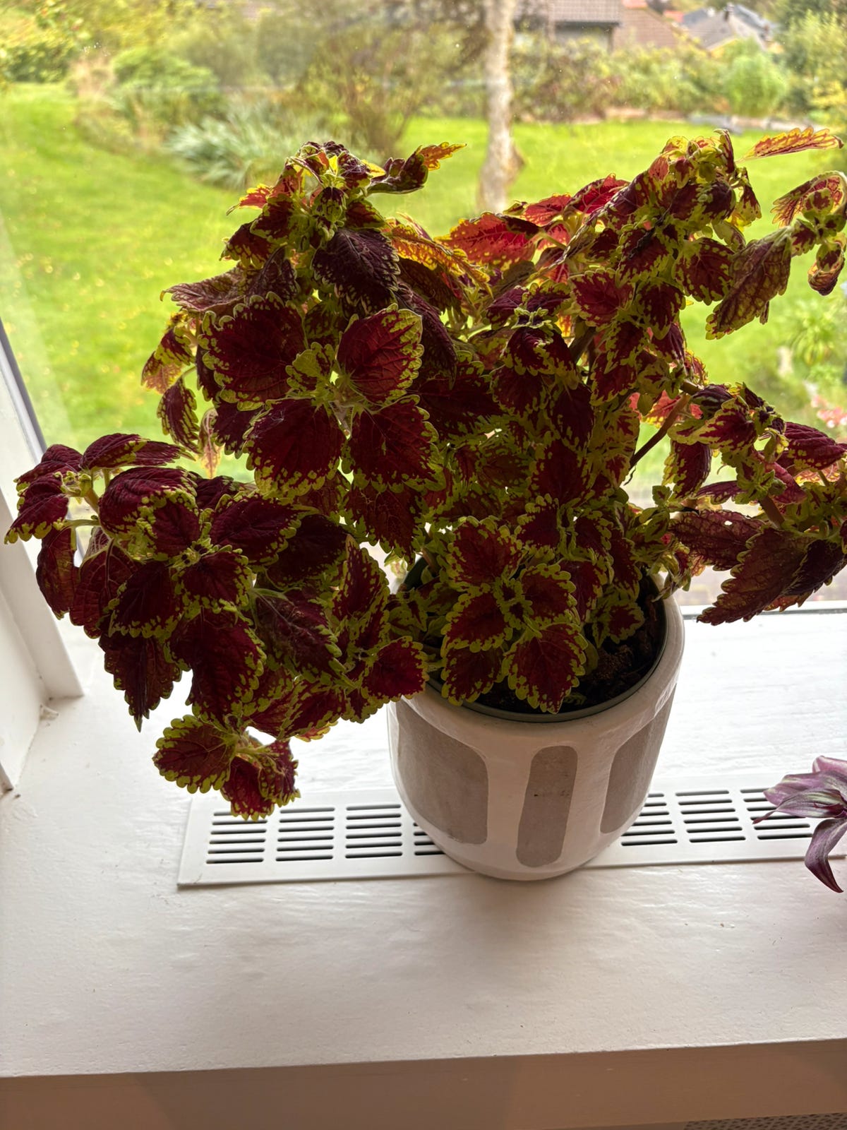 Pliea og coleus/spragle | FINN-torget