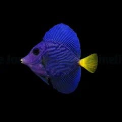 Saltvannsfisk, sjøstjerne og levende stein selges | FINN-torget