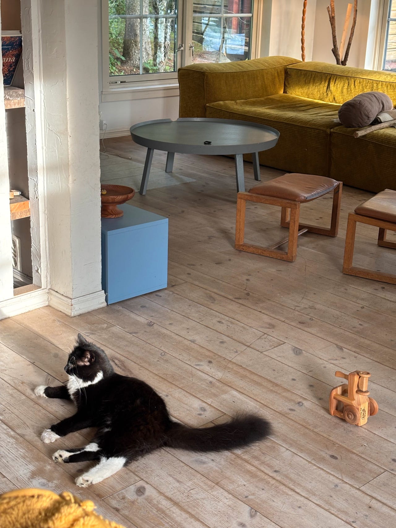 Leken kosekatt gis bort – Alfred, 1 år | FINN-torget