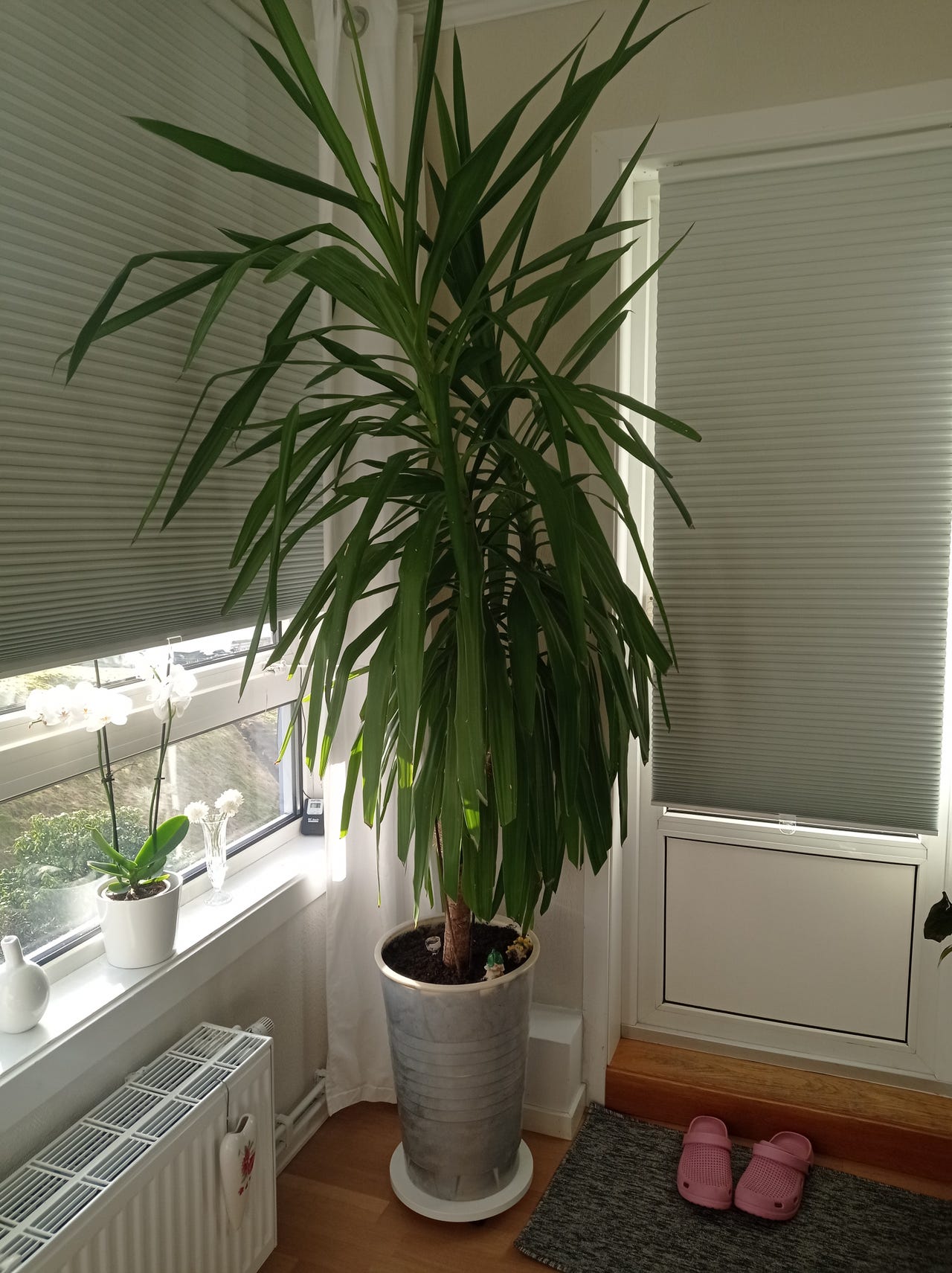 Stor plante til salg | FINN-torget