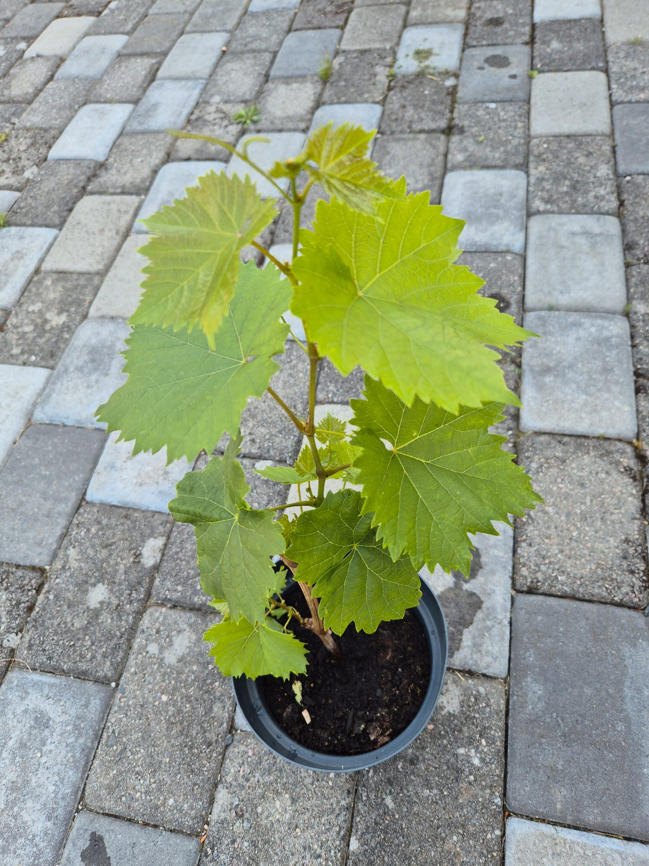 Drueplanter til salgs- Røde og grønne druer | FINN-torget
