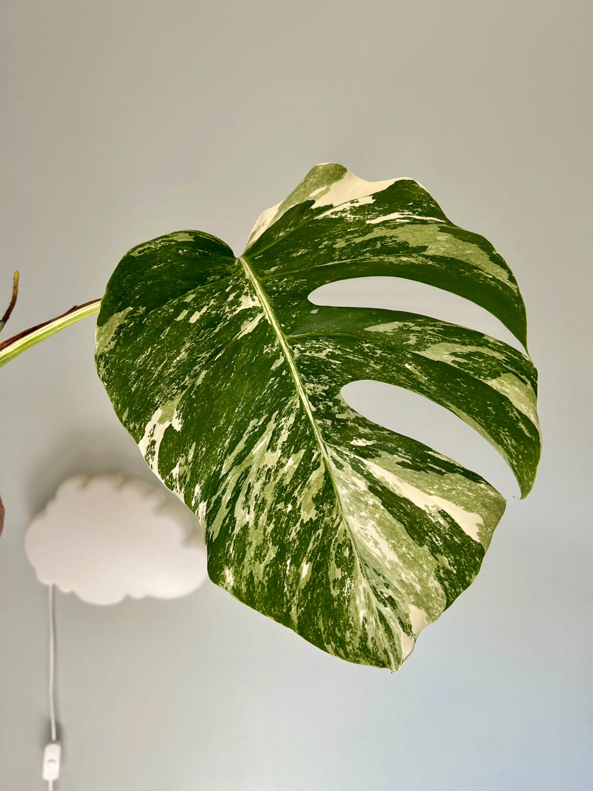 Monstera deliciosa albo variegata (small form) - stikling 8 | FINN-torget