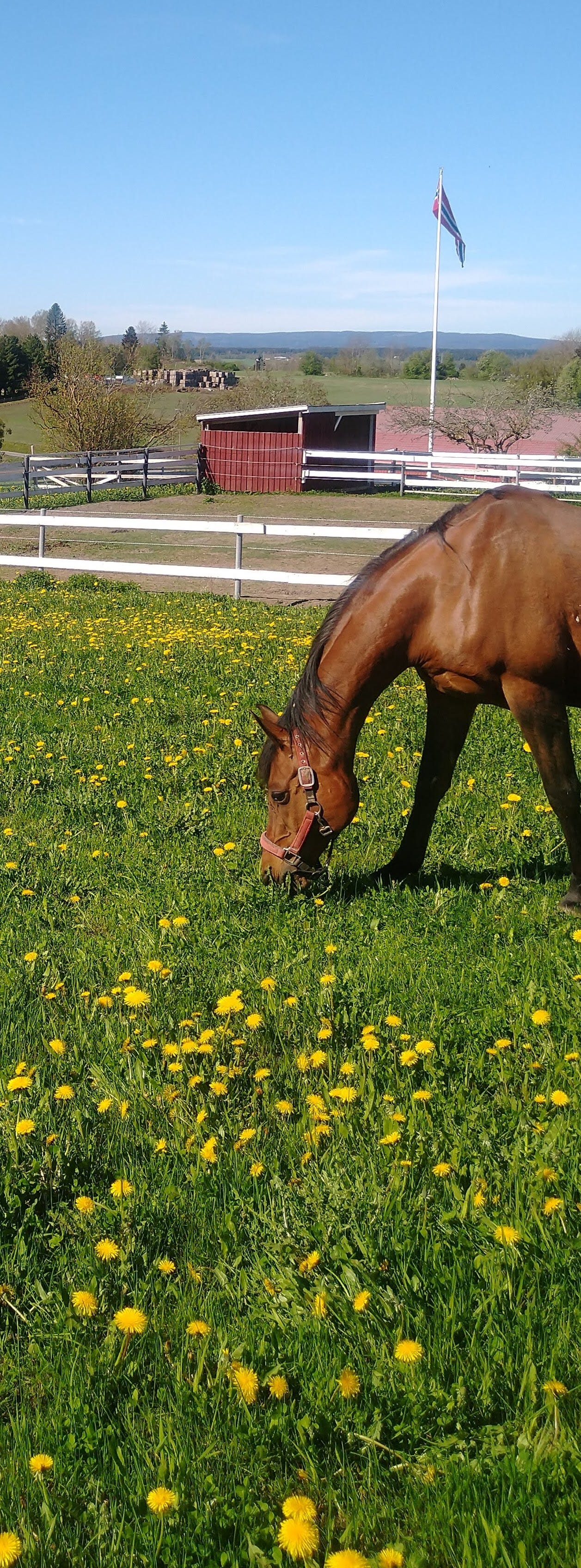 Snill araber, tur og hobby hest - helfor avtale | FINN-torget