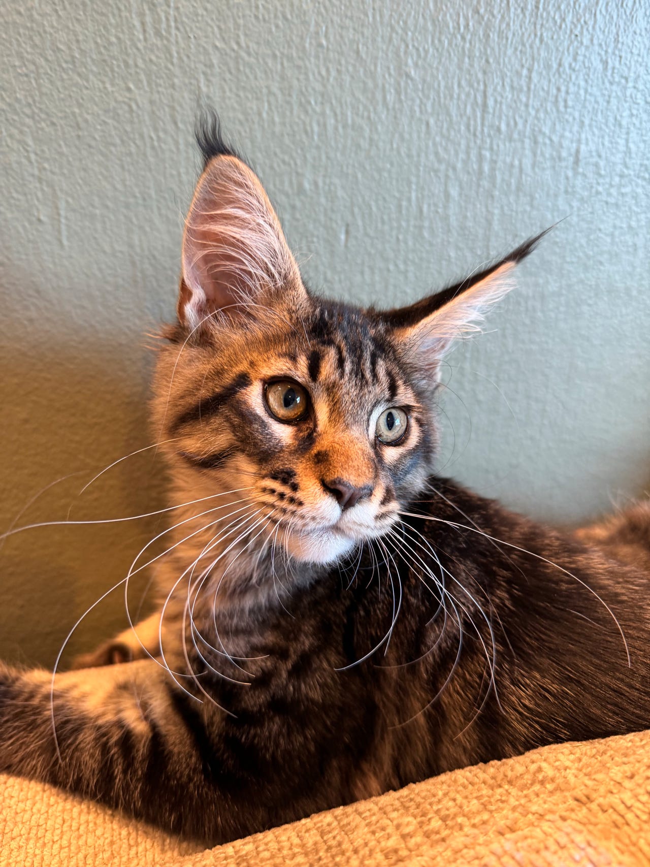 Nydelig stor Maine Coon gutt | FINN-torget