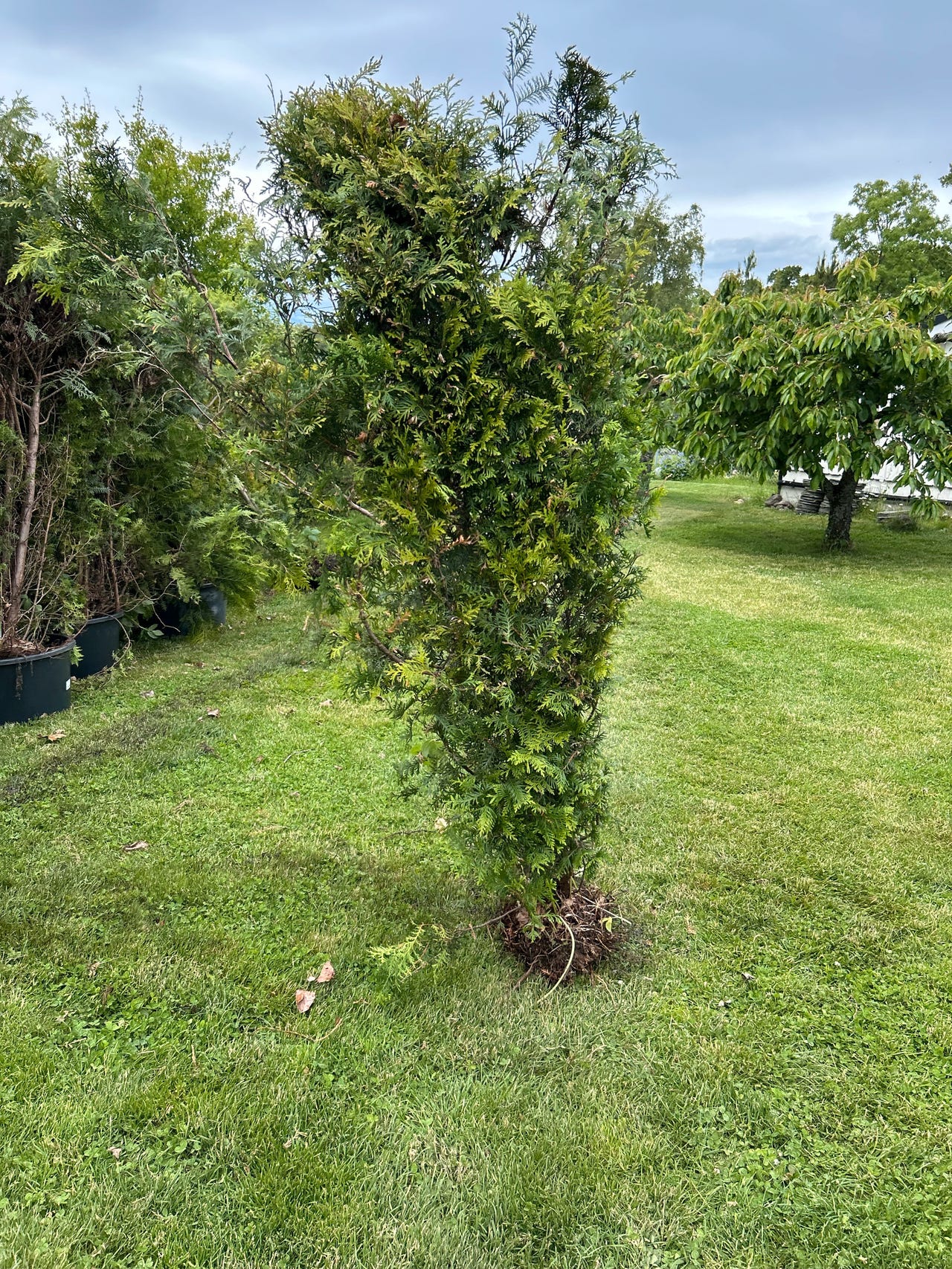 Thuja 2m | FINN-torget