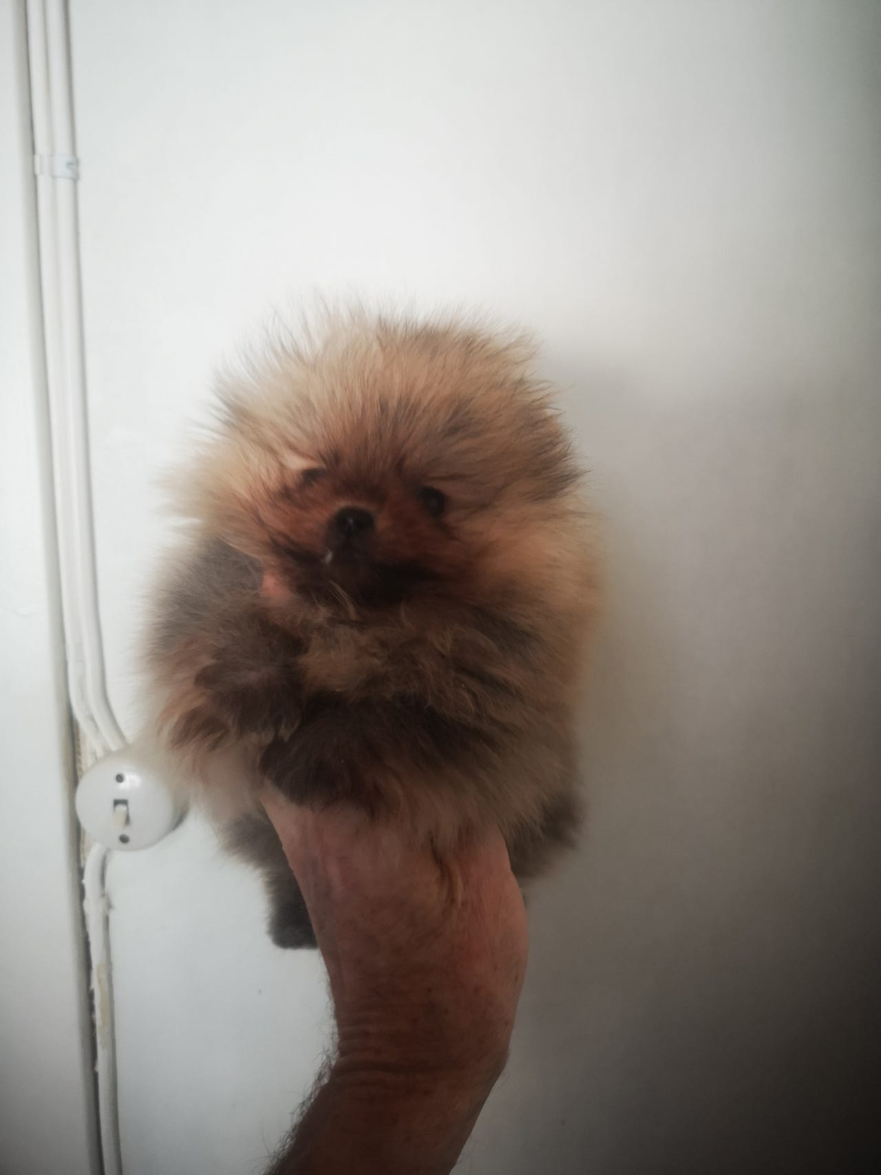 Pomeranian hann valp | FINN-torget