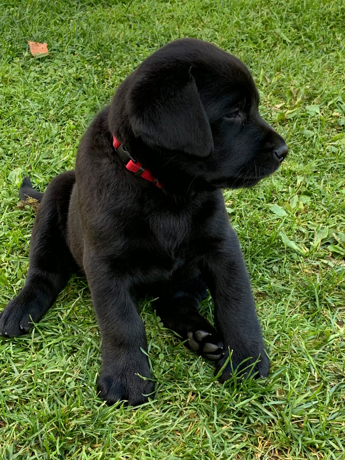 Labrador-blanding | FINN-torget