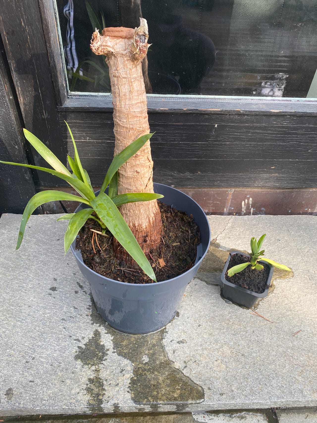 Plante elephantis | FINN-torget