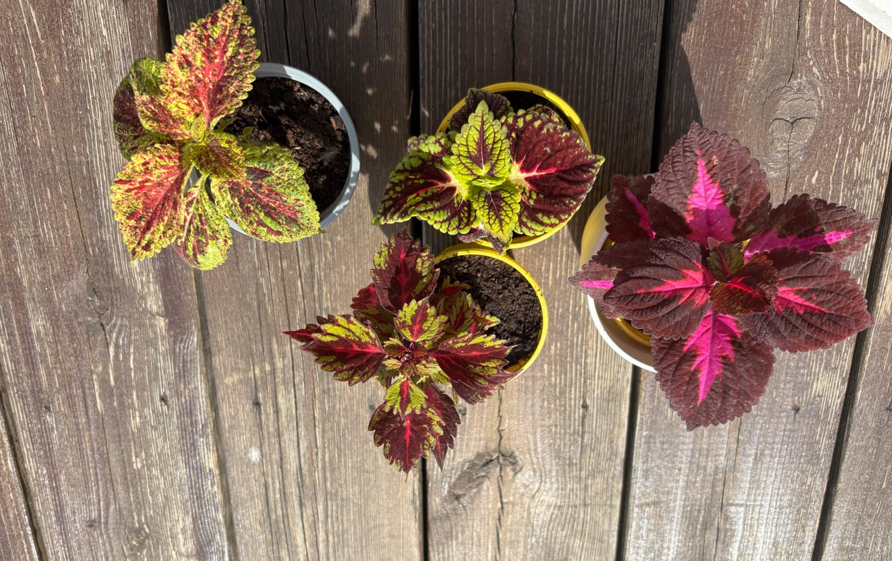 Coleus stiklinger | FINN-torget