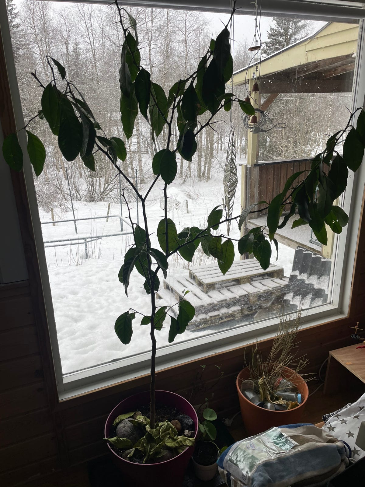 Sitron plante | FINN-torget