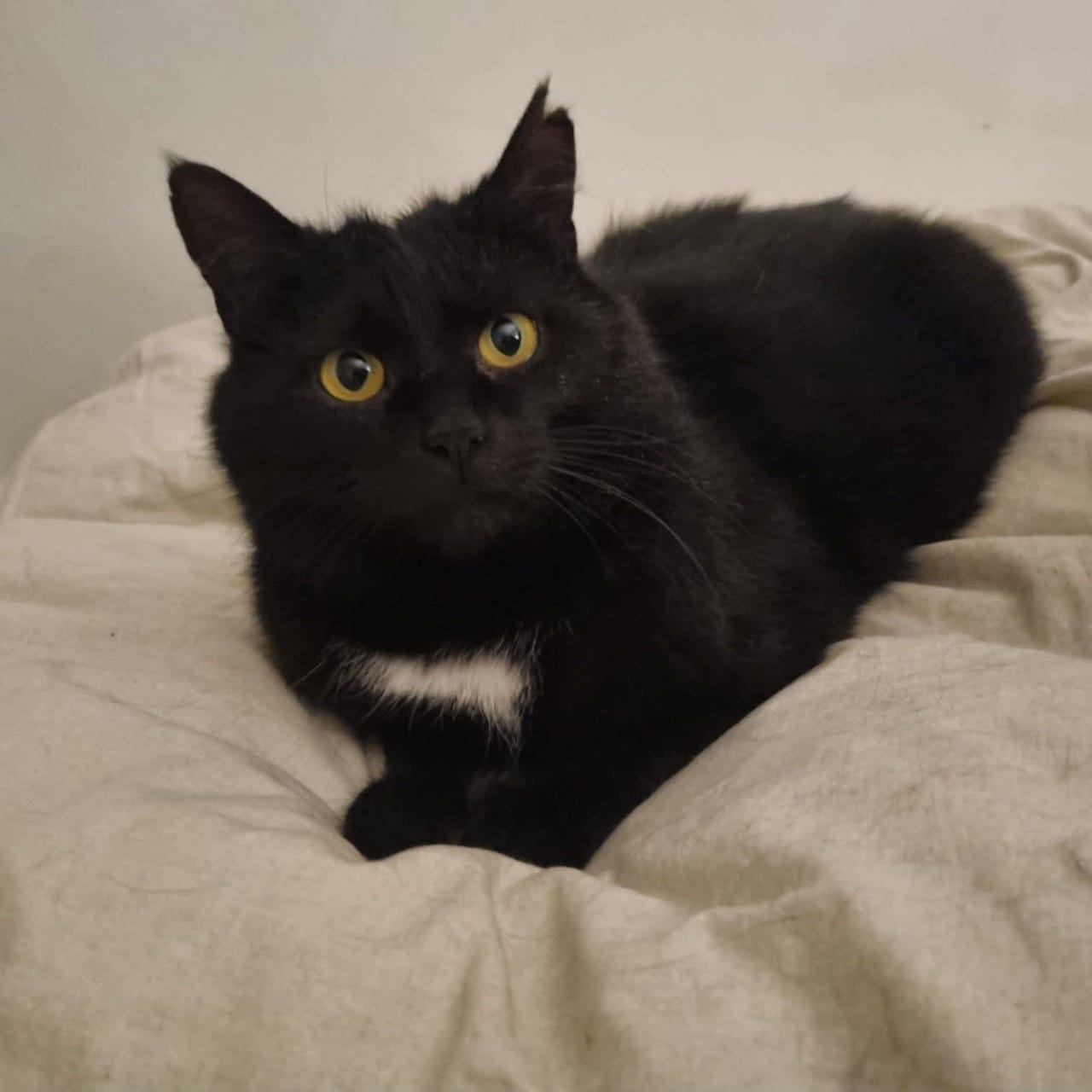 Julle fra Moss og Omegn Dyrebeskyttelse | FINN-torget