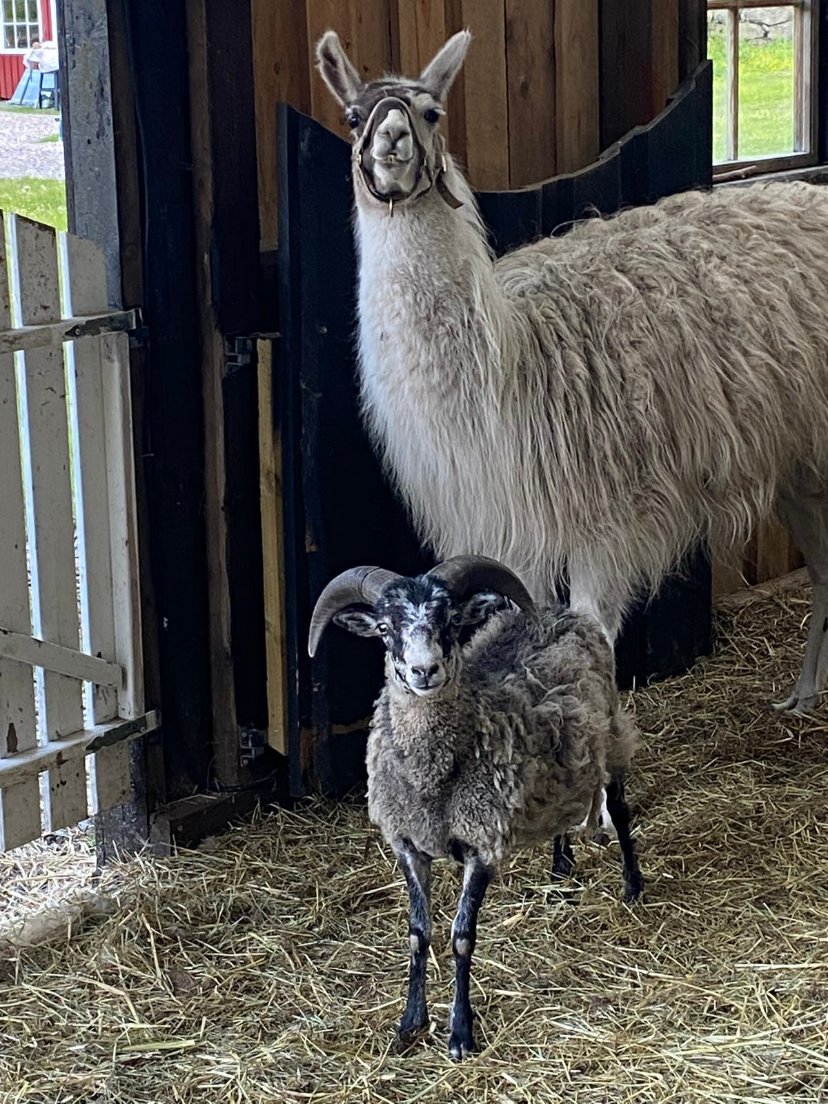 Villsau, vakker vær. Gjør en god jobb. Fikk 9 lam på 4 søyer i år ...