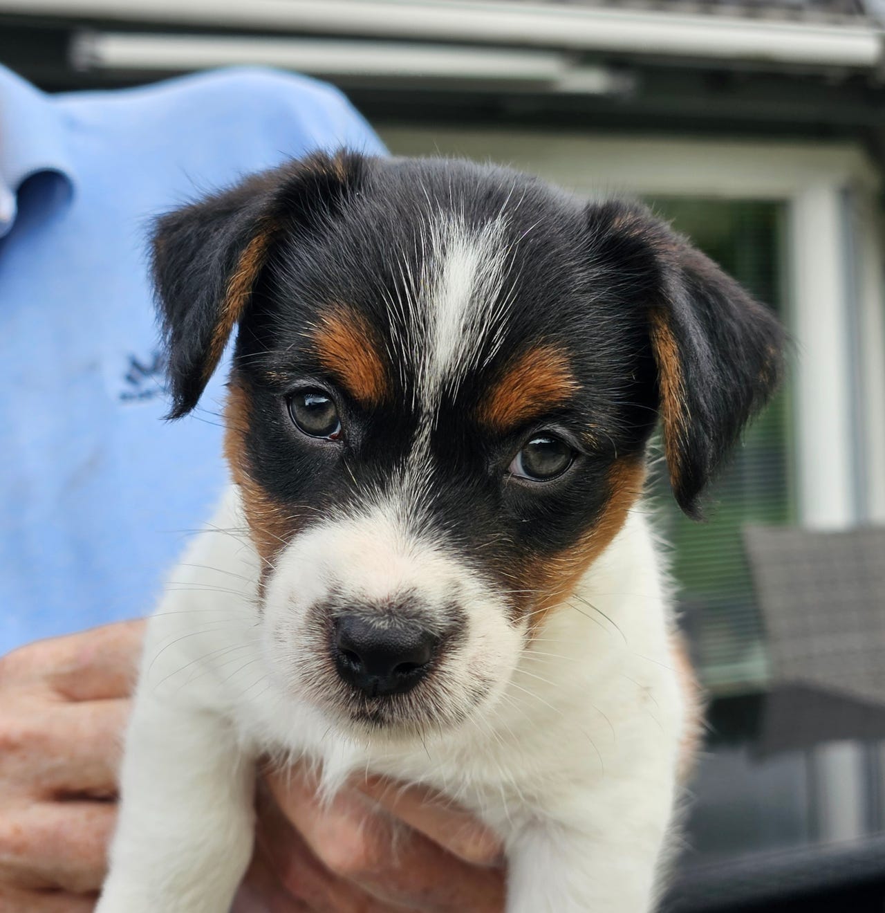 Herlige NKK-registrerte jack russell terrier valper til salgs | FINN-torget