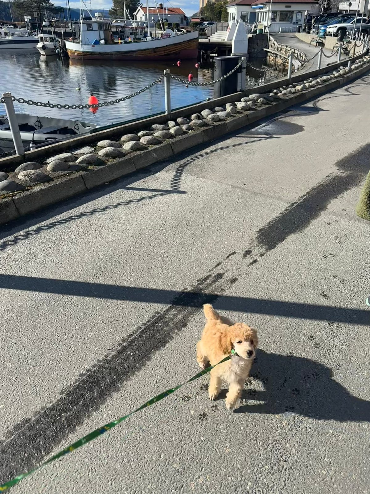 1 tispe ledige Renraset, mellompuddel, NKK registrert🧡 | FINN-torget