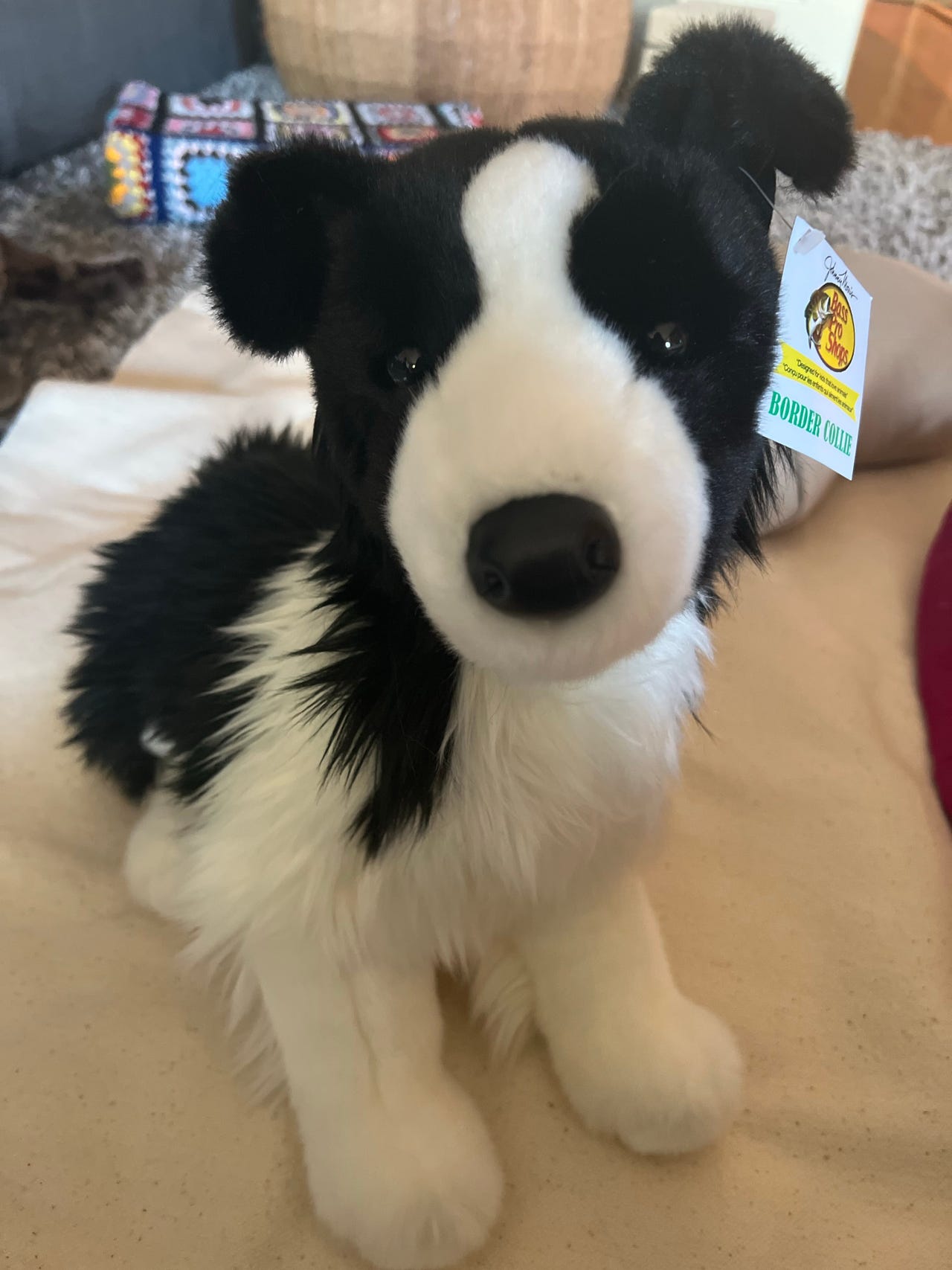 Douglas hund / Douglas dog border collie fra bass pro | FINN-torget