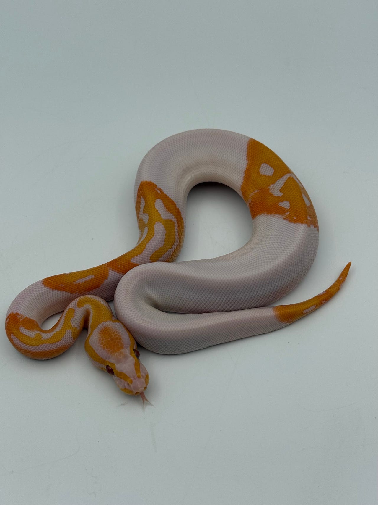 Kongepyton | FINN-torget