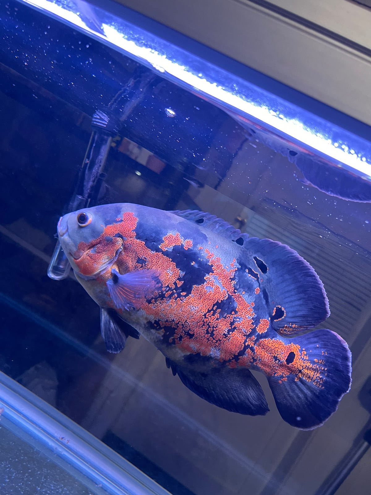 Tiger oscar fisk | FINN-torget