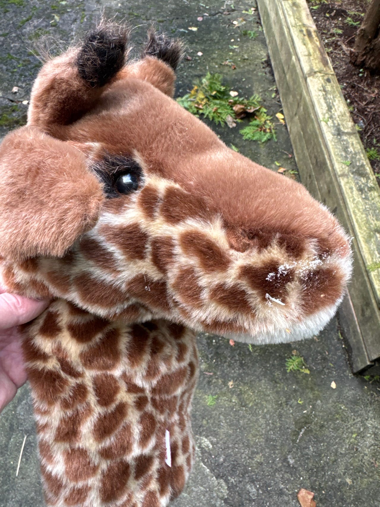 Daphne driversokk Giraff | FINN-torget