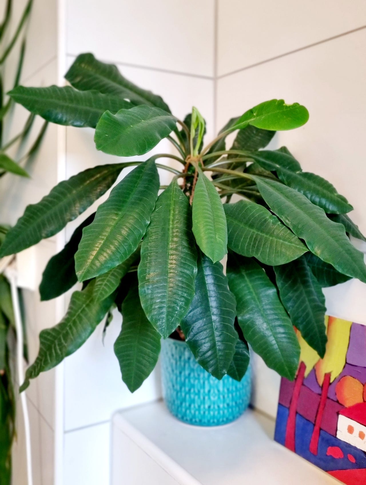 Stor Madagaskar juvel | FINN-torget