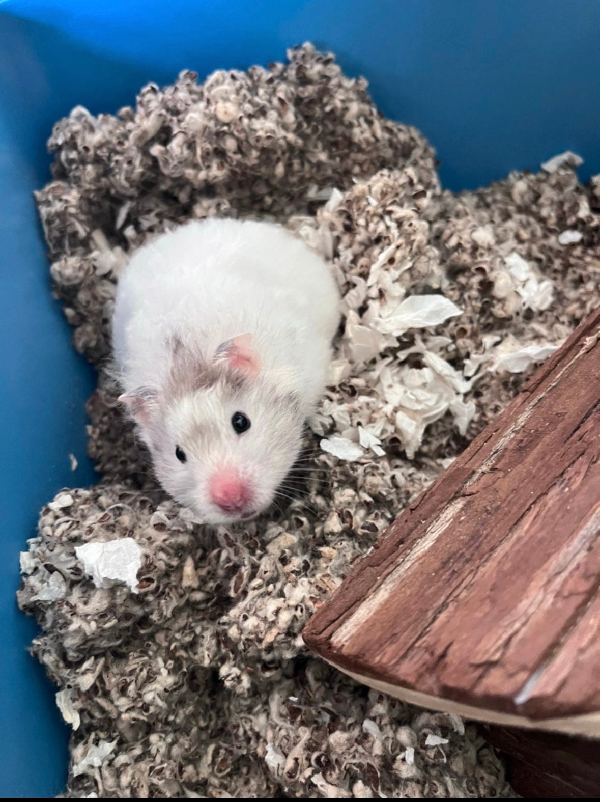 Hamster med bur og utstyr | FINN-torget