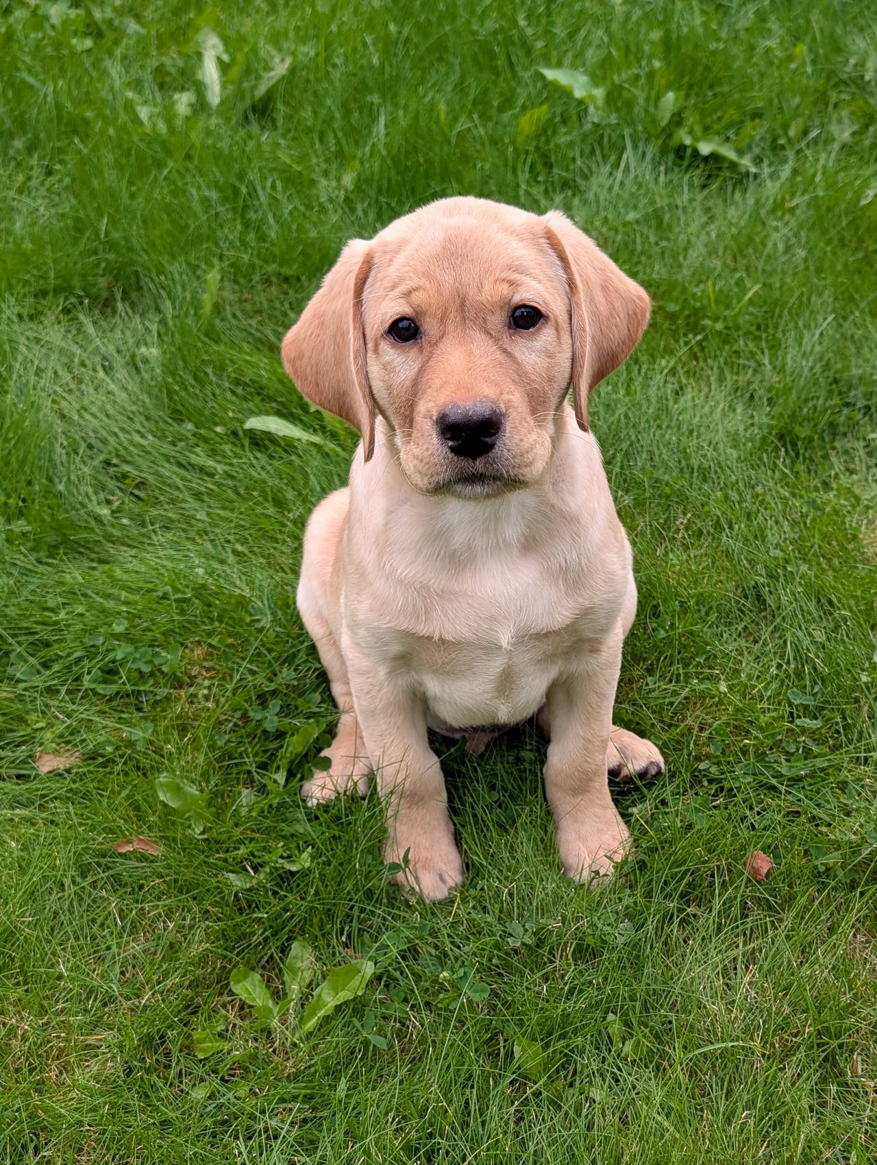 Labrador Hann valp Leveringsklar til det rette hjem | FINN-torget