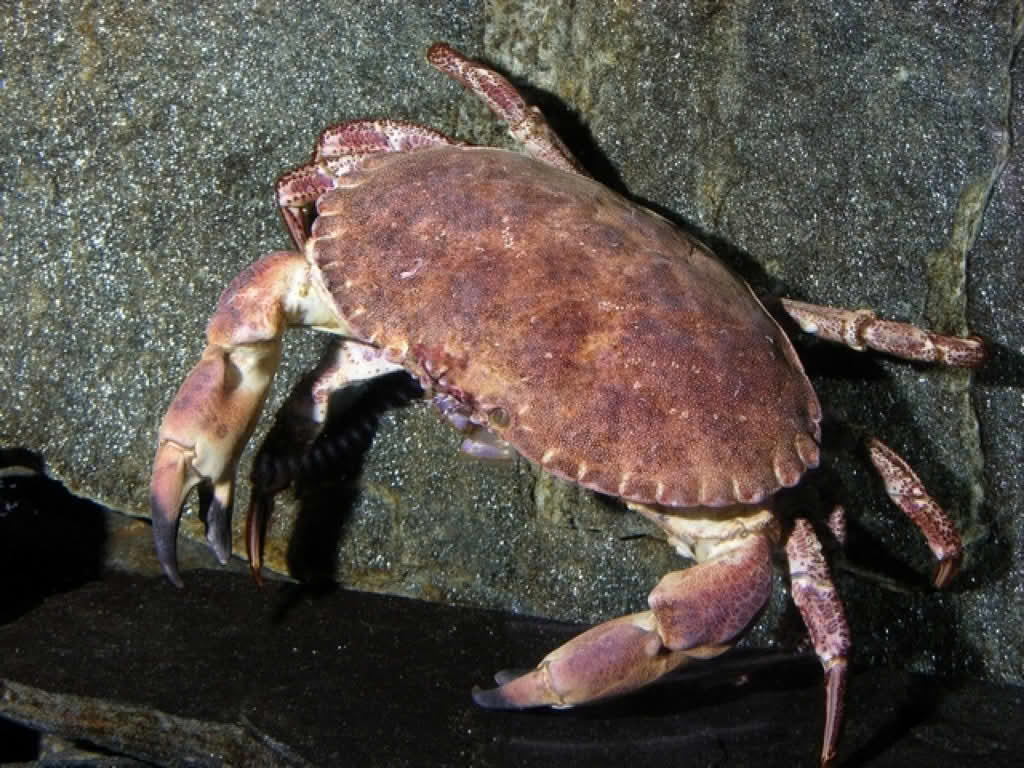 Krabber | FINN-torget