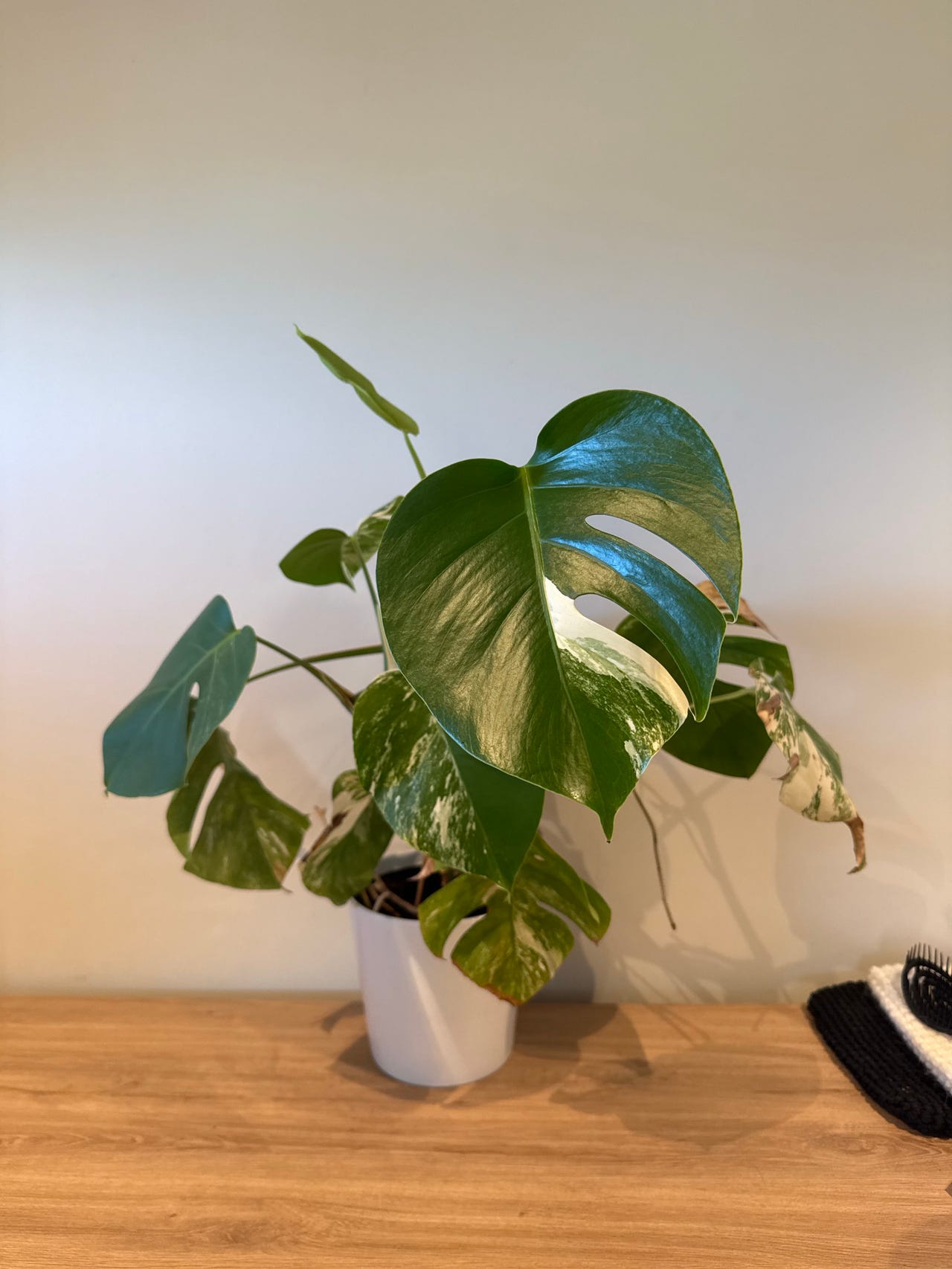 Monstera variegata | FINN-torget