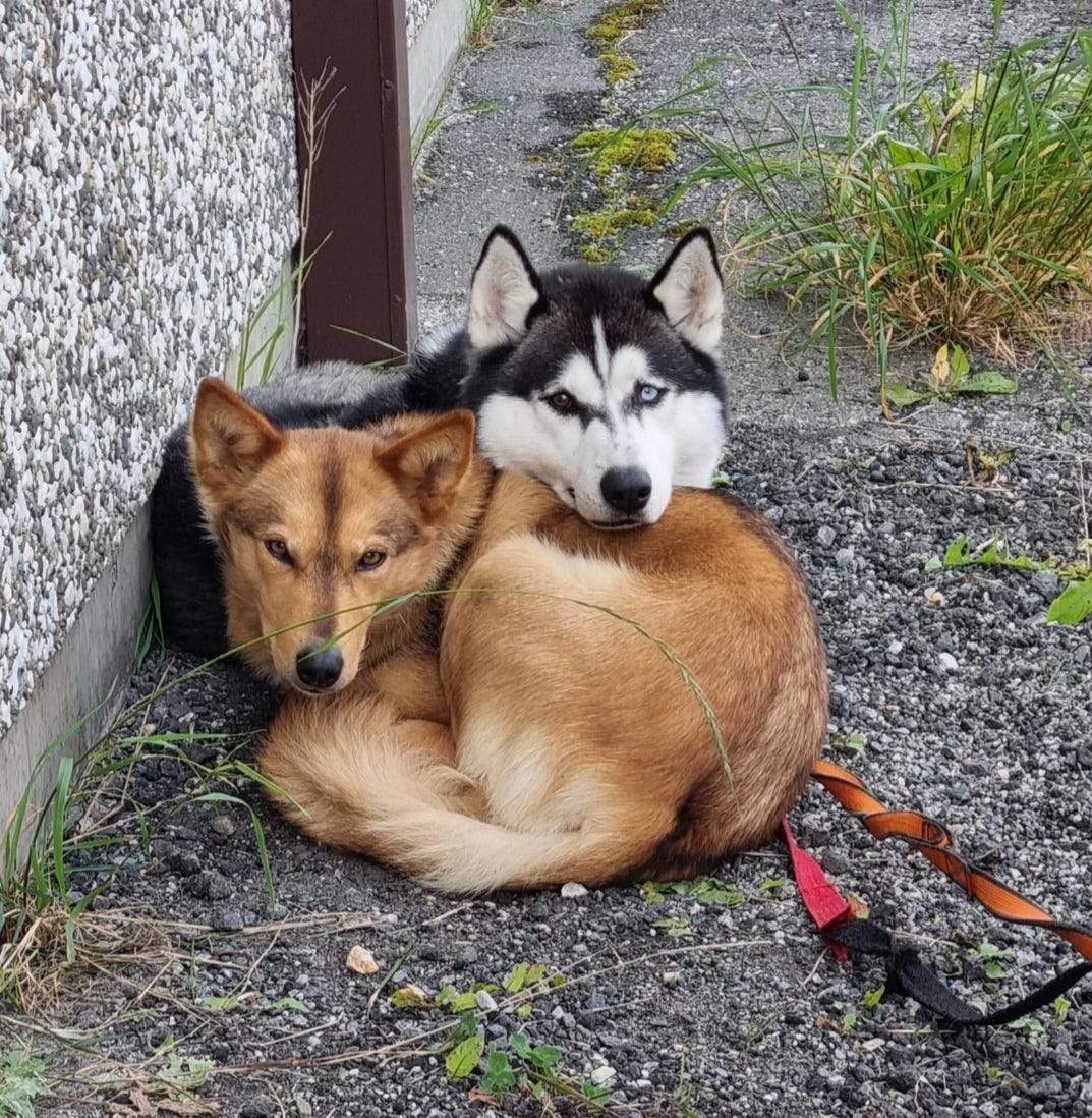 Spennende Alaska Husky/Siberian Husky valper til salgs | FINN-torget