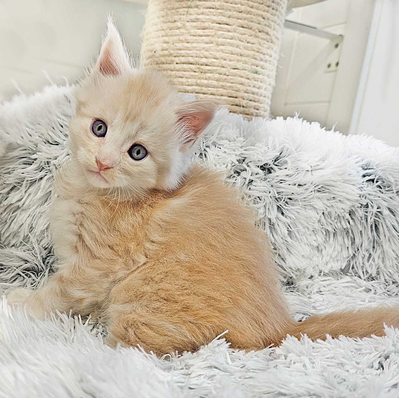 En stor flotte Maine Coon kattunge gutt med FIFE/NRR stamtavle til ...