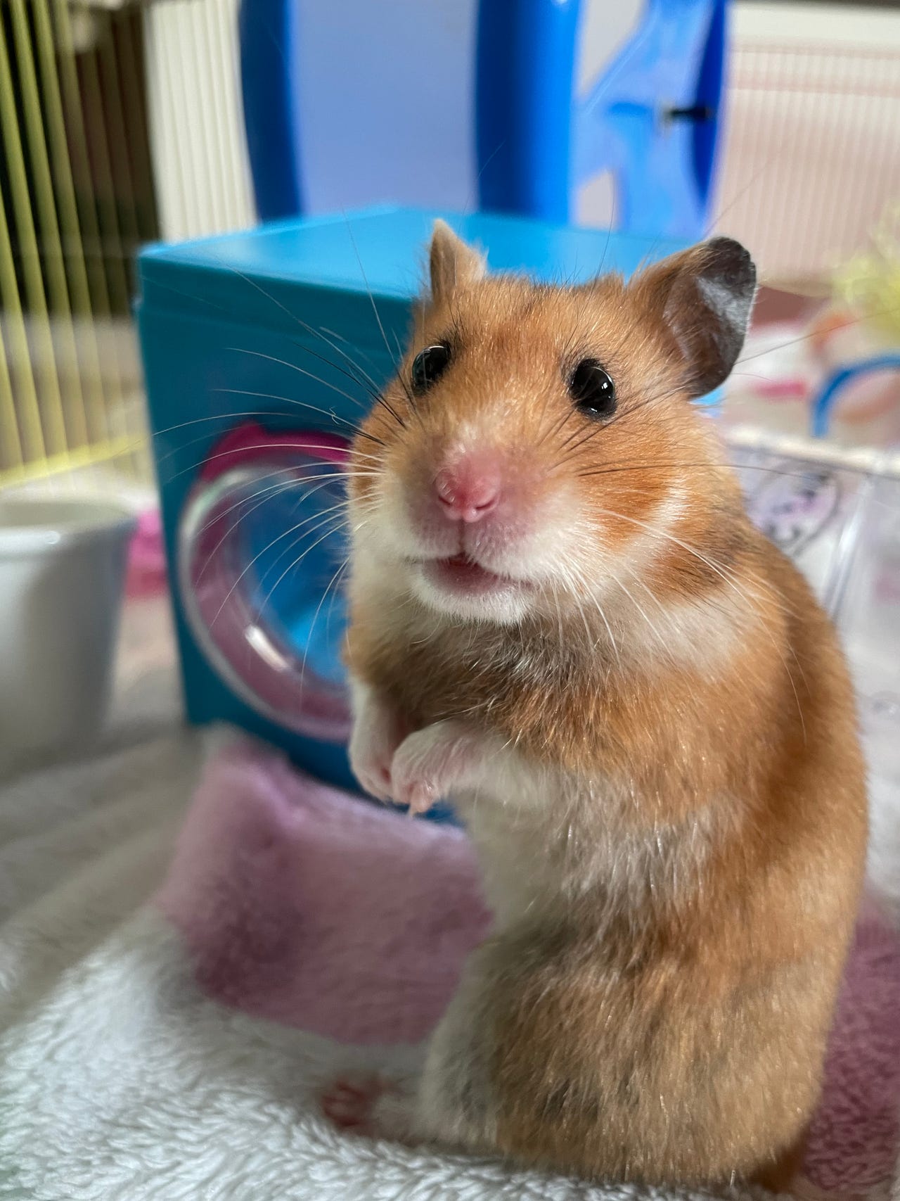 Hamster søker nytt hjem | FINN-torget