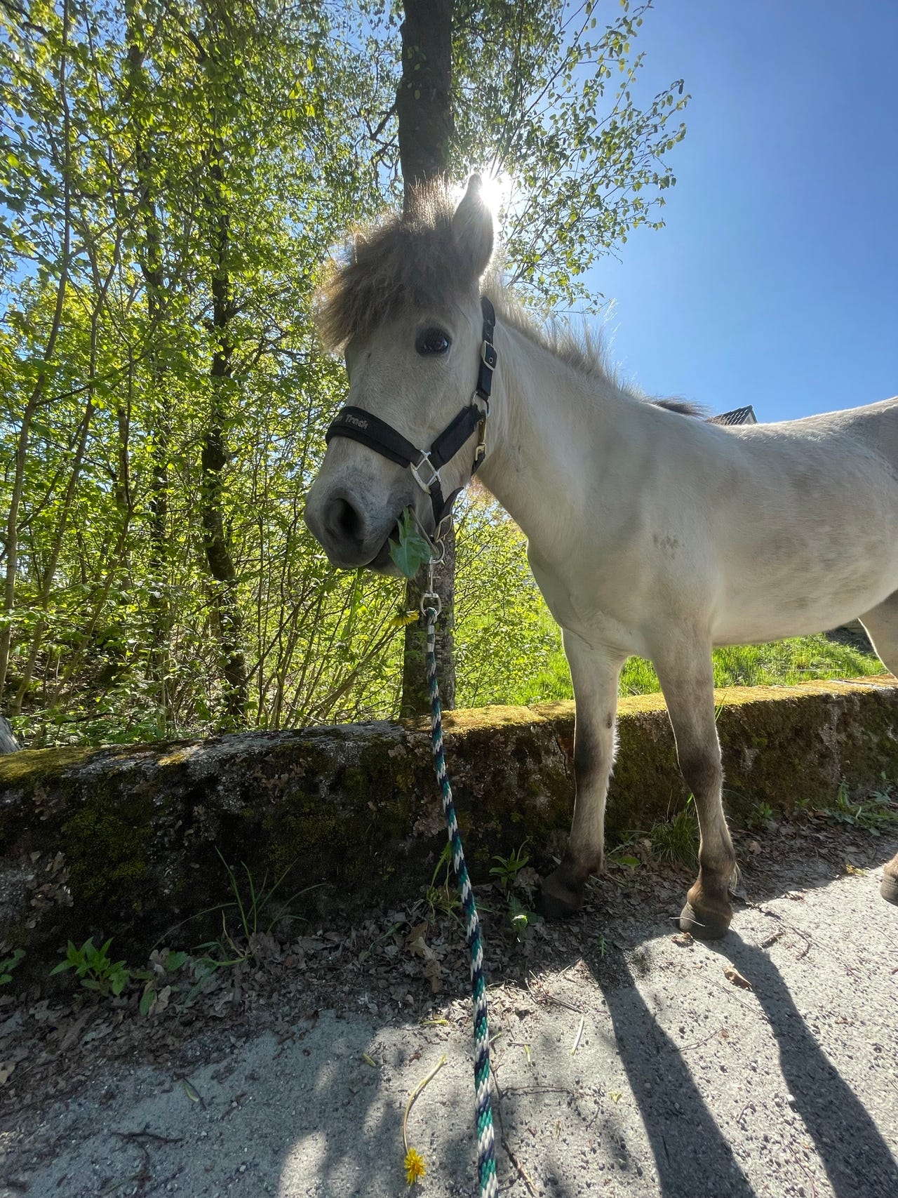 Islandshest hoppe | FINN-torget