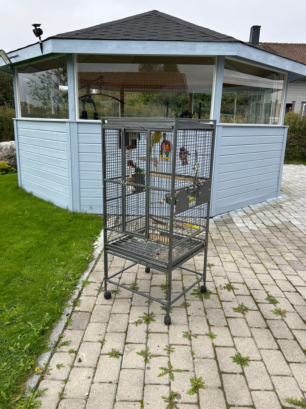 Papegøye med stor bur i god kvalitet | FINN-torget