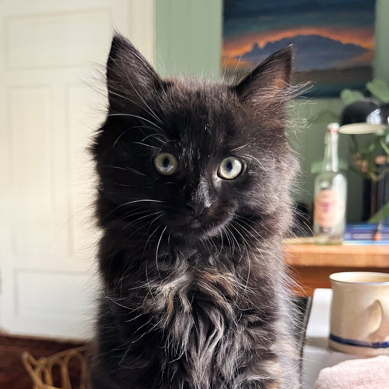 Vakker og eventyrlysten halvt britisk kattunge søker sitt første hjem ...