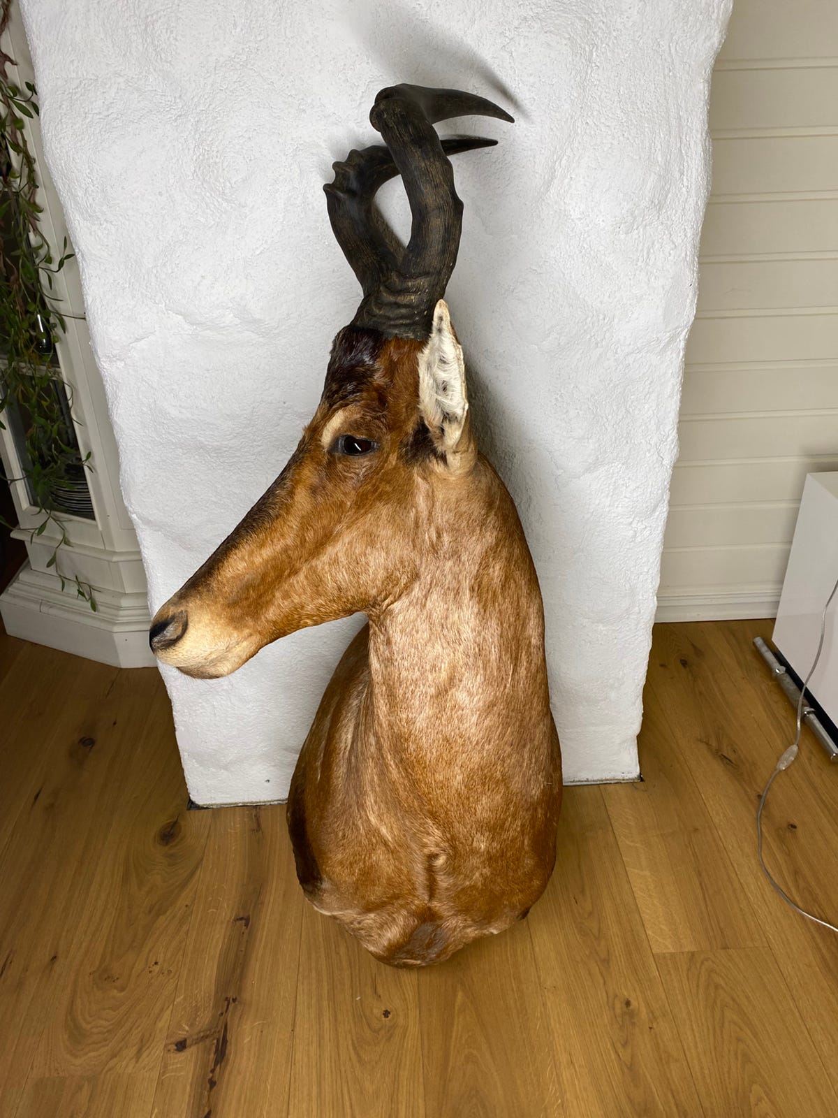 Utstoppet Red hartebeest | FINN-torget