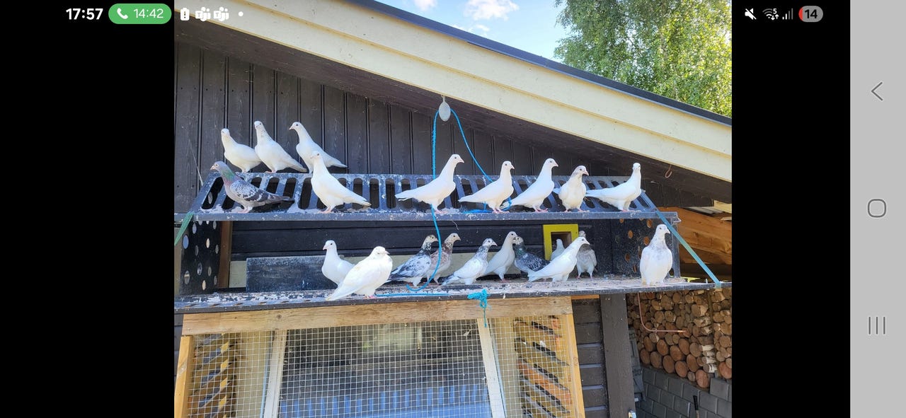 Dueslag | FINN-torget