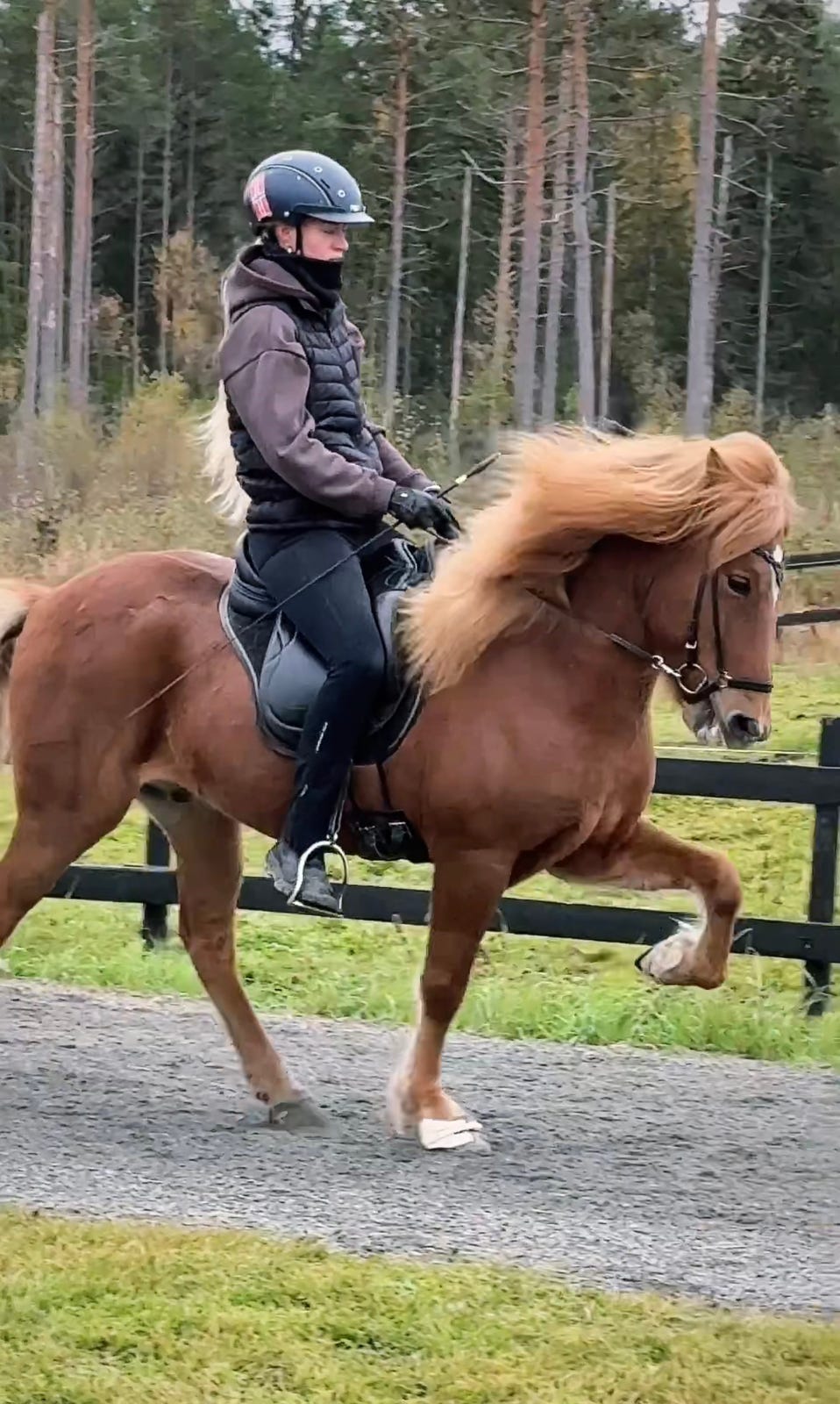Kul islandshest selges! | FINN-torget
