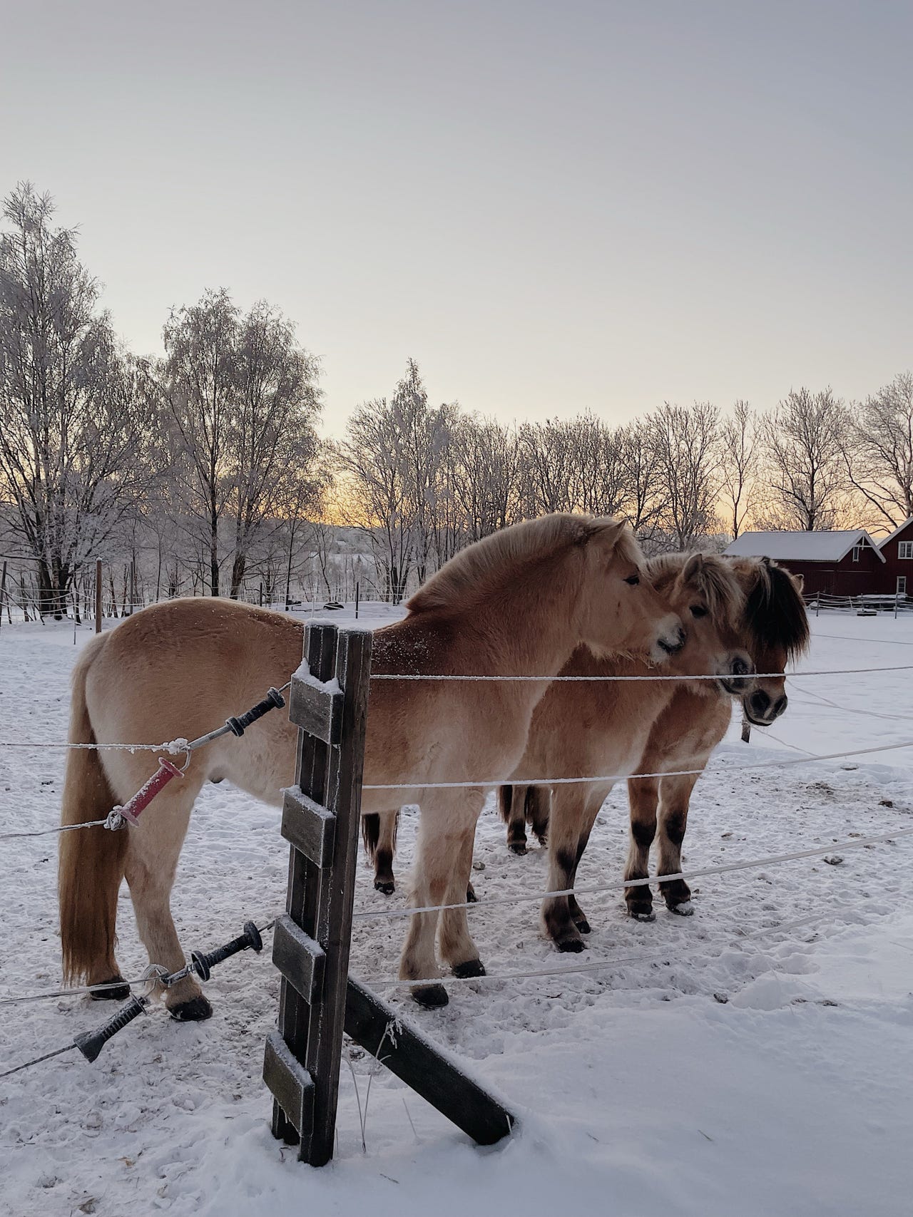 🐴 Hjelp søkes til hestene hjemme hos min mor 🐴 | FINN-torget