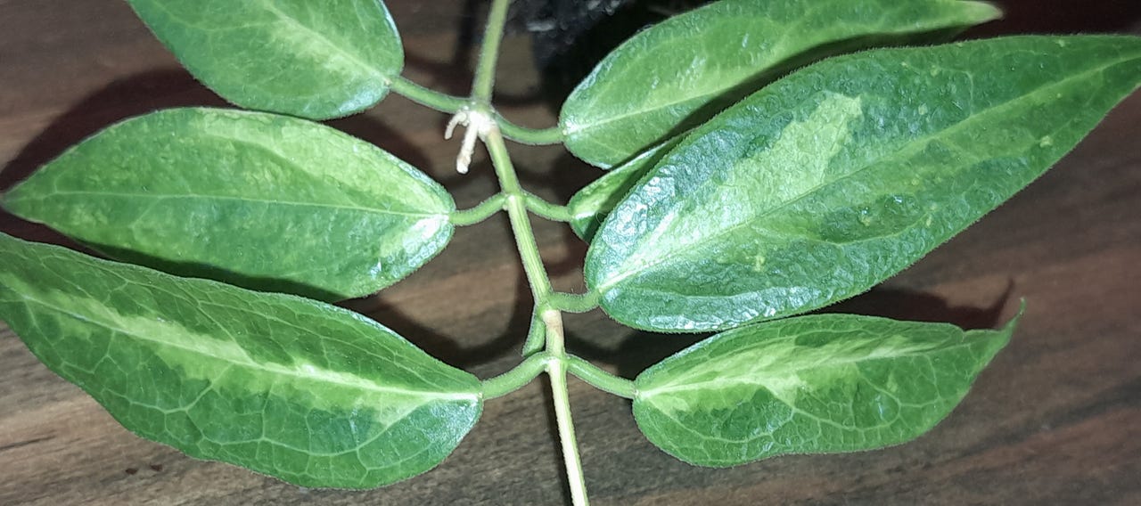 Hoya rotede stiklinger/planter | FINN-torget