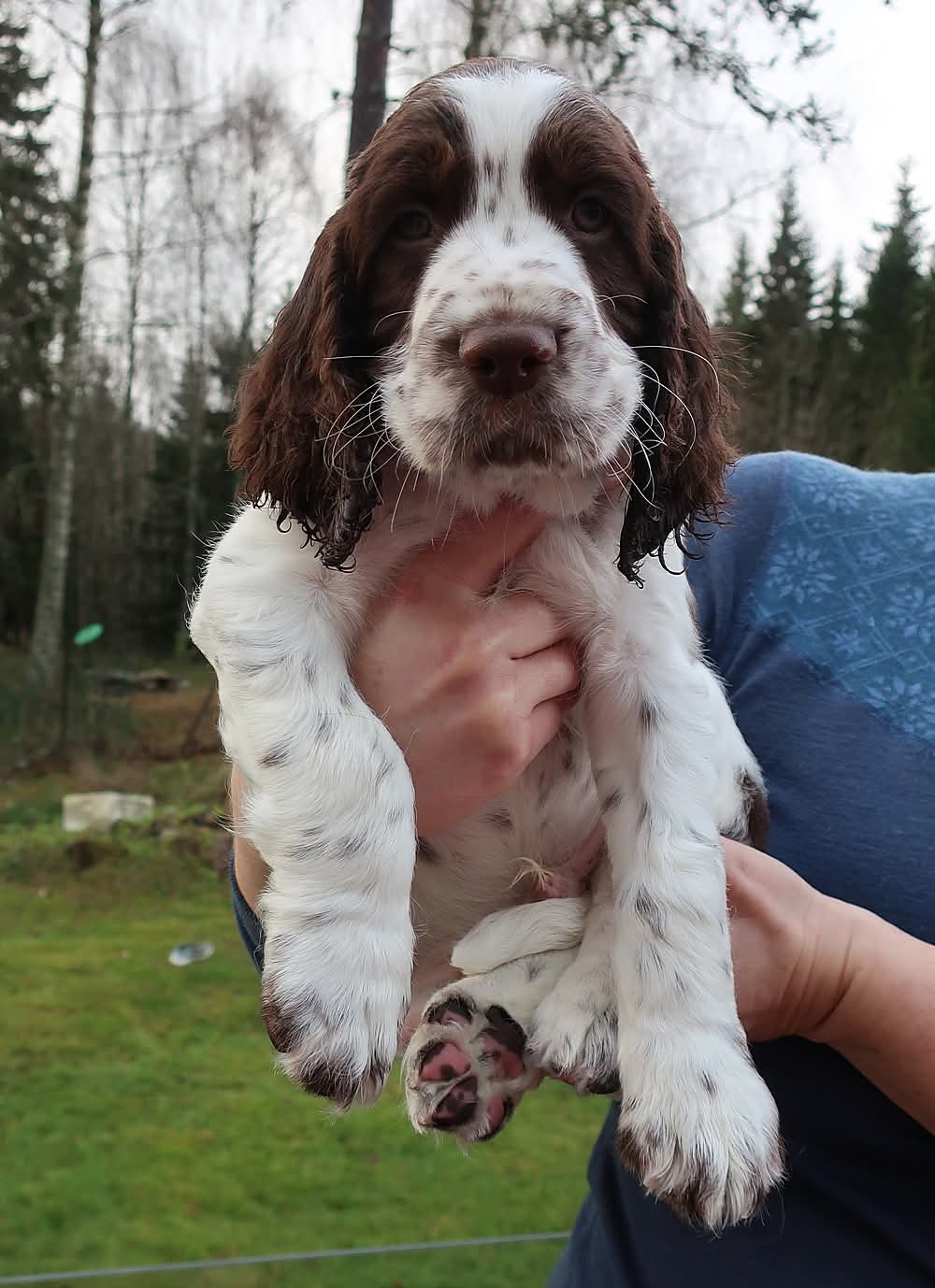 Engelsk Springer Spaniel valp – klar for nye eventyr. | FINN-torget