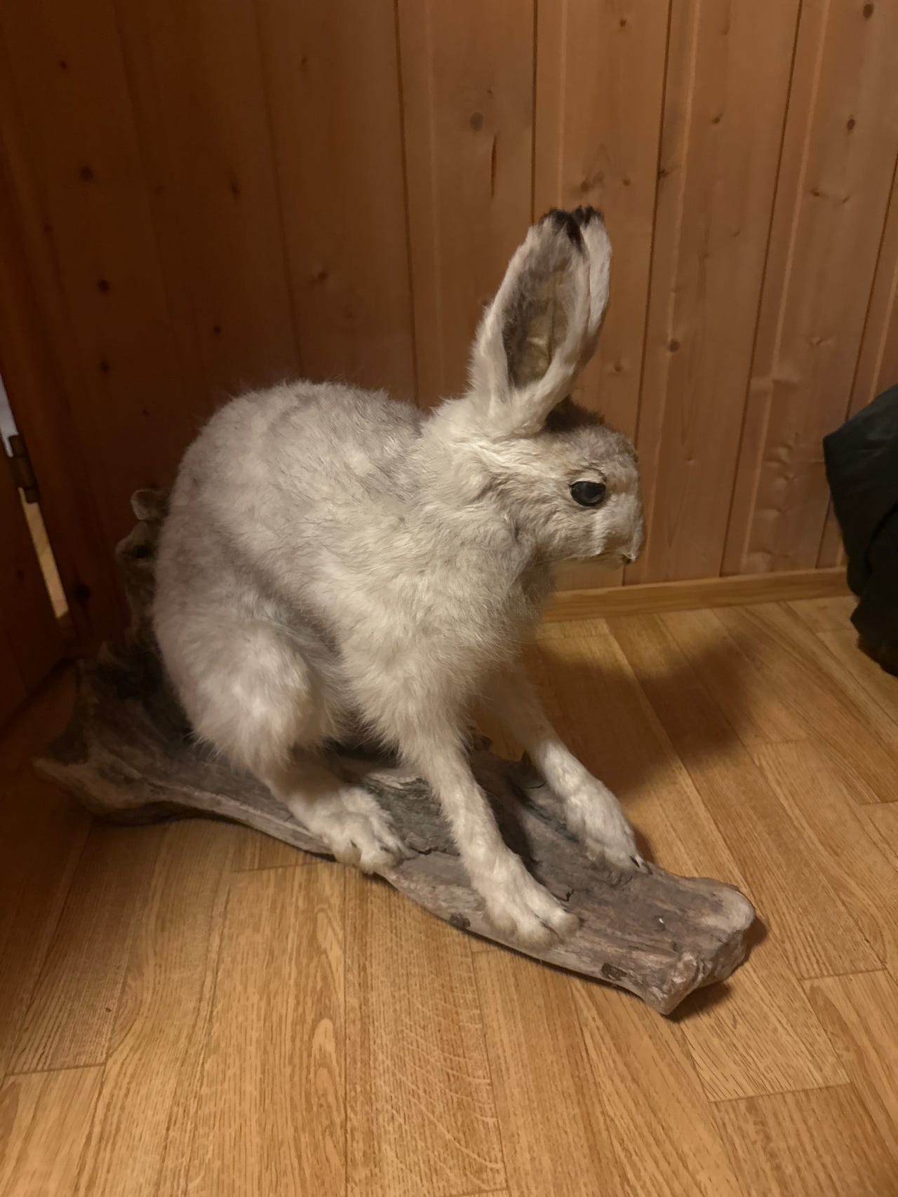 Utstoppet hare | FINN-torget