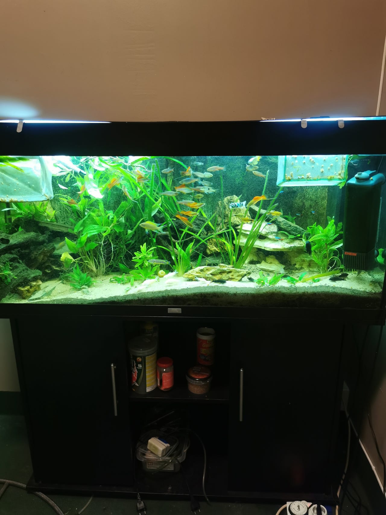 240l juwel Akvarium med planter og fisk | FINN-torget