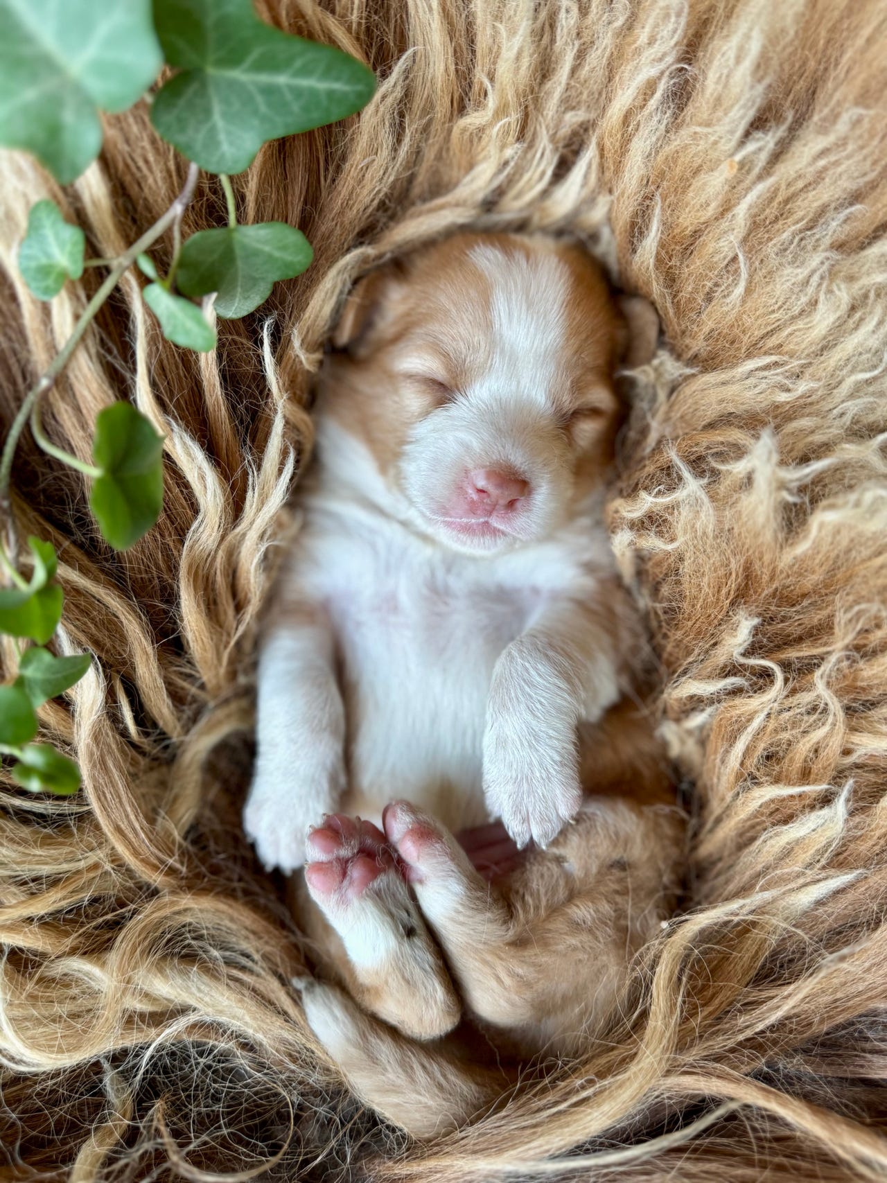 Toller og Border Collie blandings valper | FINN-torget