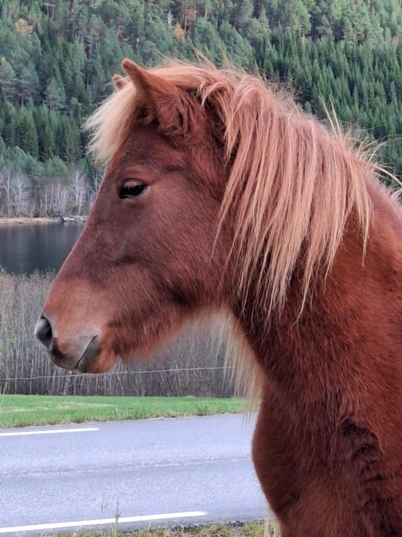 Islandshest hoppe til salgs | FINN-torget
