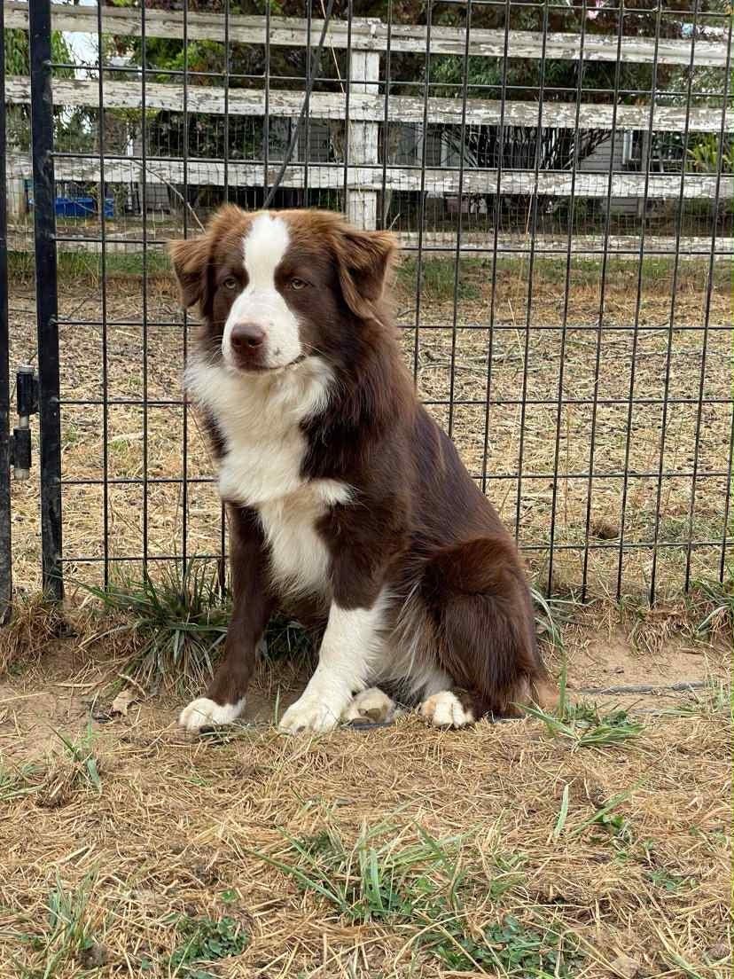 miniature american shepherd | FINN-torget