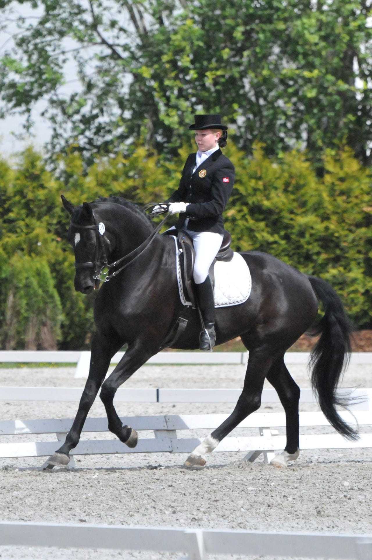 Stall Olympos har ledig kapasitet til hester i trening | FINN-torget