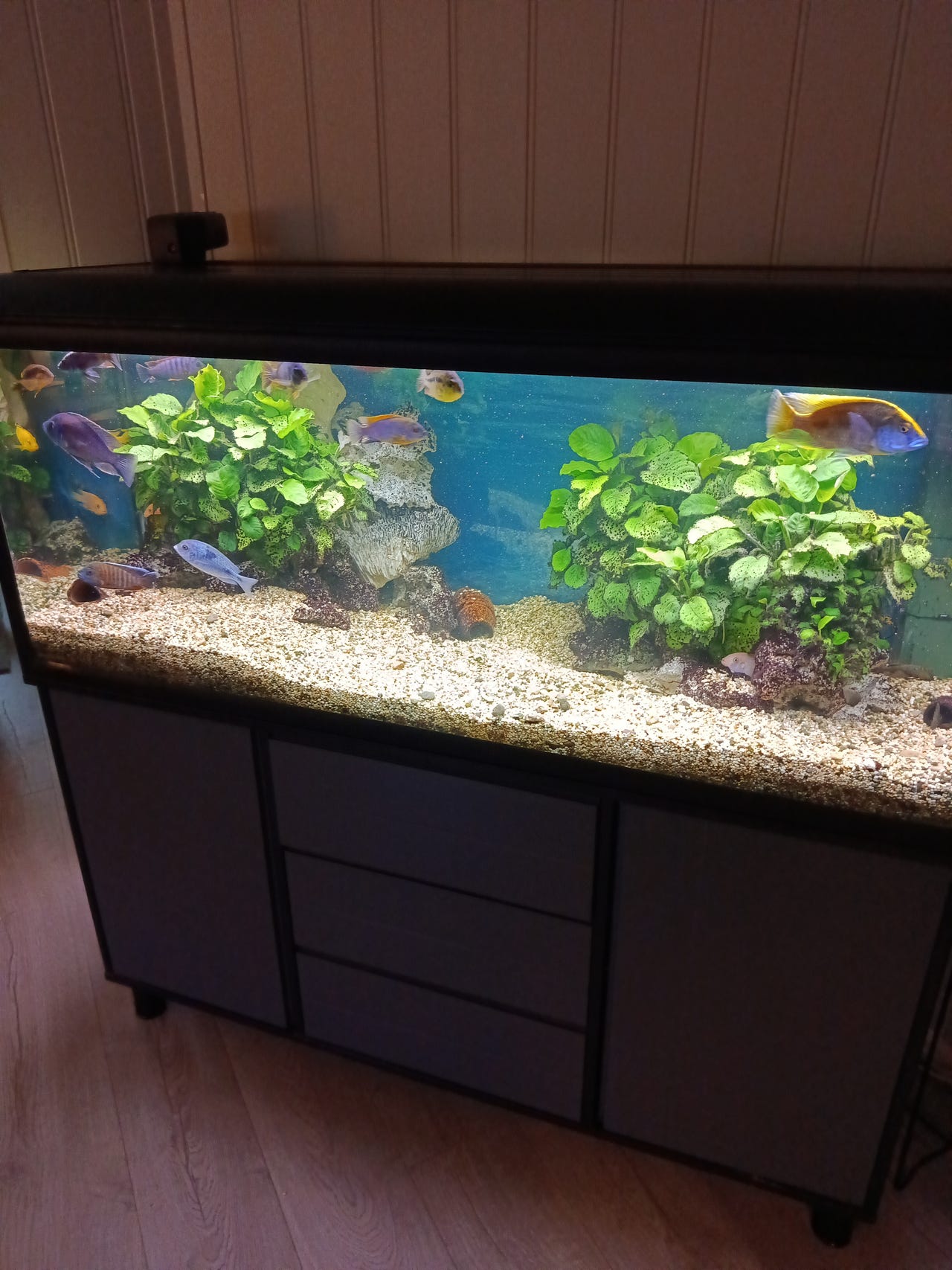 Akvarie | FINN-torget