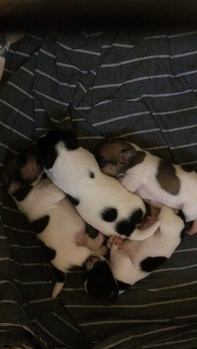 nydelige Jack Russell valper | FINN-torget