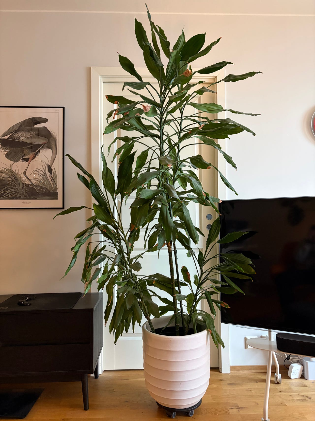 Draketre "Janet Lind" | FINN-torget