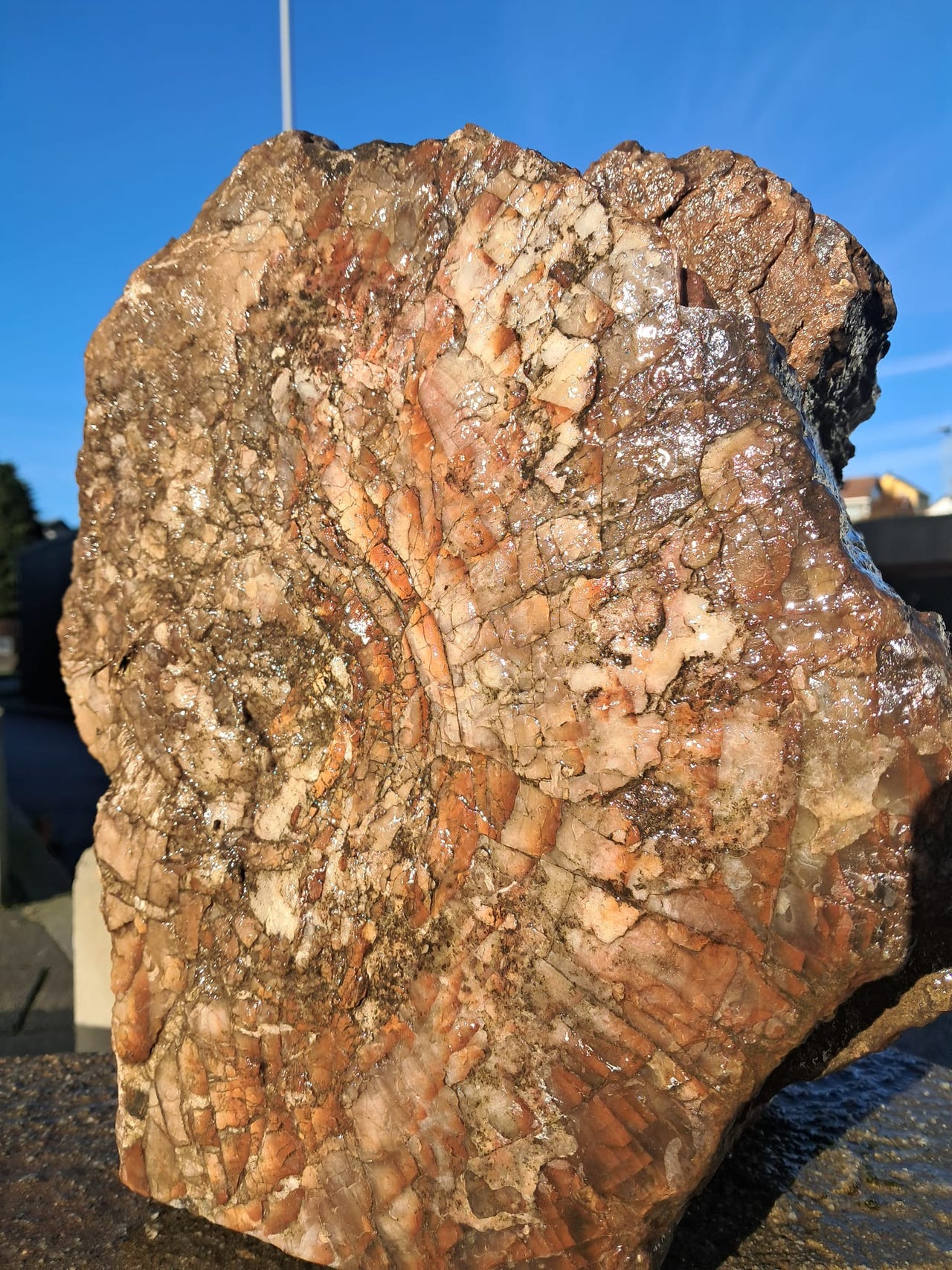 Forsteinet tre | FINN-torget